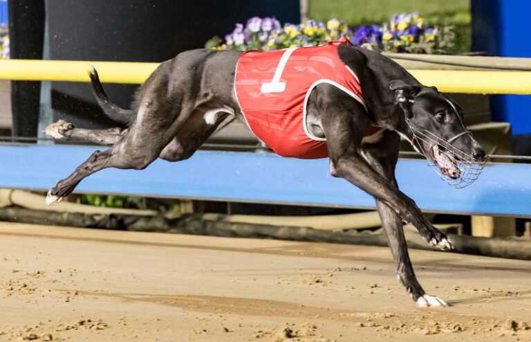Osborne Says Don't Sleep On Huxley In St Leger - Greyhound Recorder