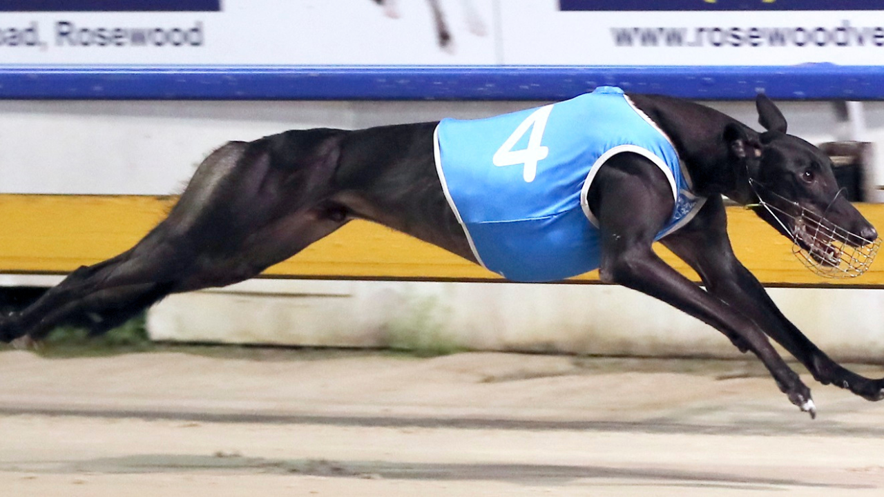 MDC Afterthought Could Pay Off For Valentine - Greyhound Recorder