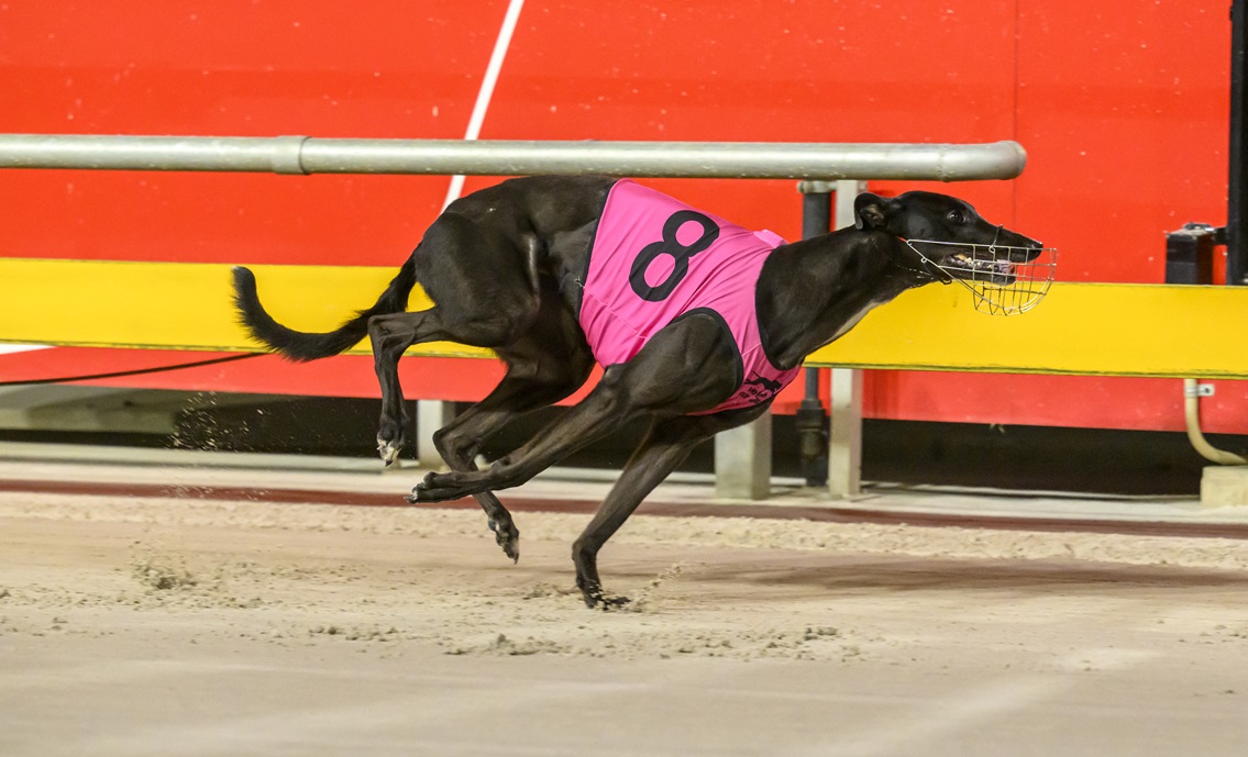 New Routine Working Wonders For Mcilveen Duo - Greyhound Recorder