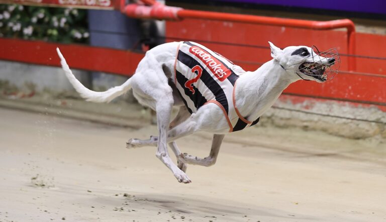 Without A Trace Captures Group 2 Sydney Cup - Greyhound Recorder