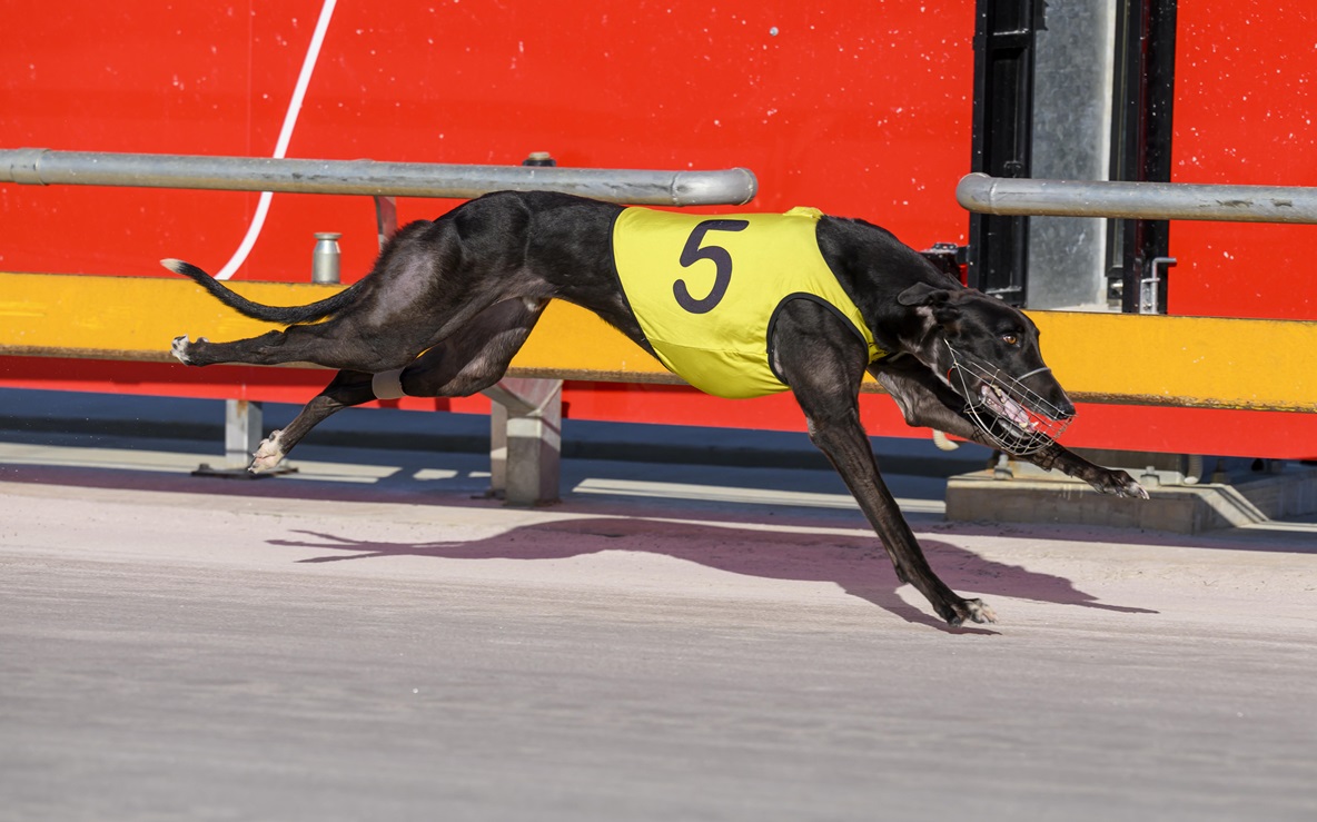 Robinson's High Hopes For Derby Bound Boom Boy - Greyhound Recorder
