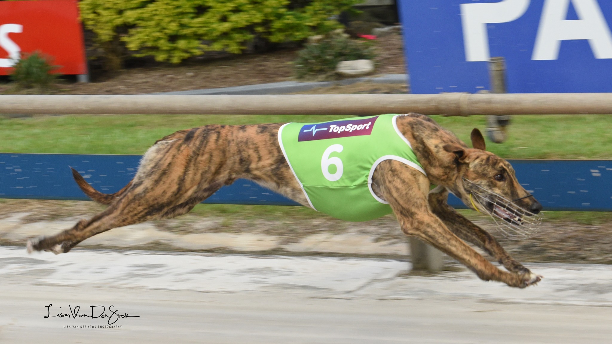 Landrigan To Play Leading Hand In Casino Cup - Greyhound Recorder