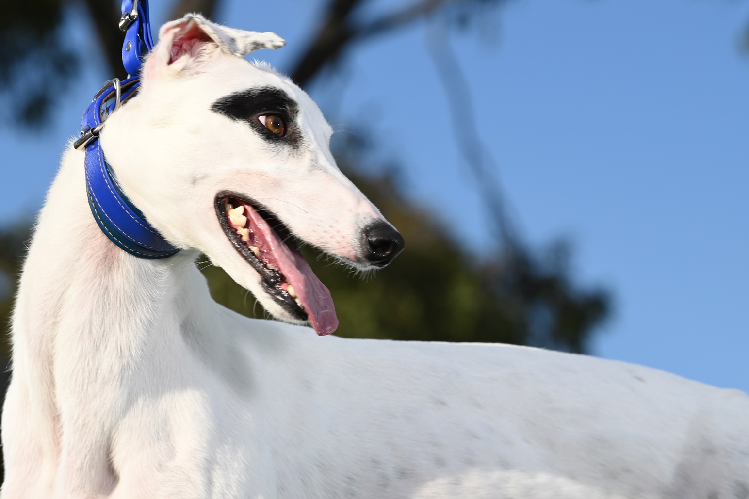 Without A Trace Worth The Wait For Presutto - Greyhound Recorder