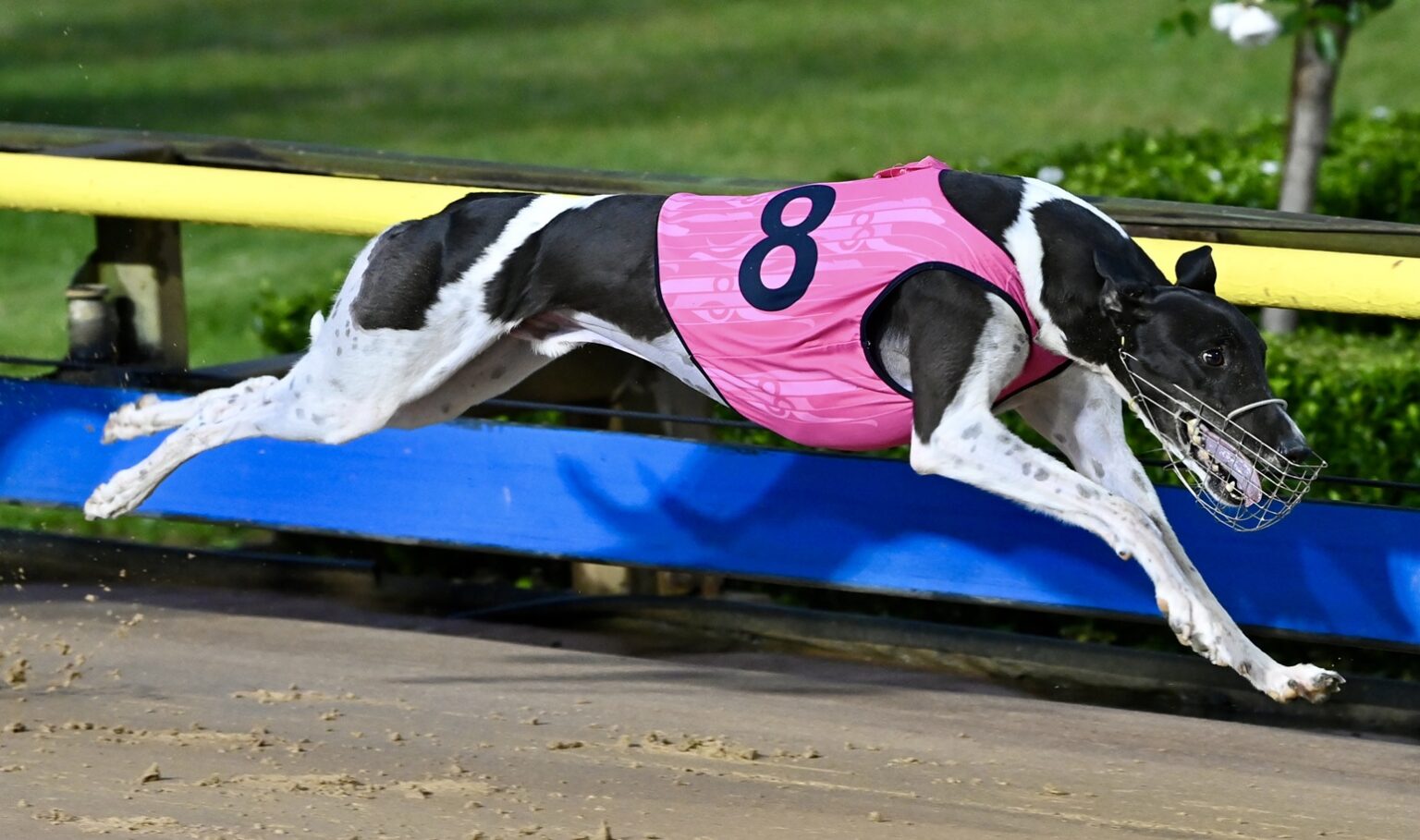 ‘Got The Taste': Mac Attacks Melbourne Cup - Greyhound Recorder