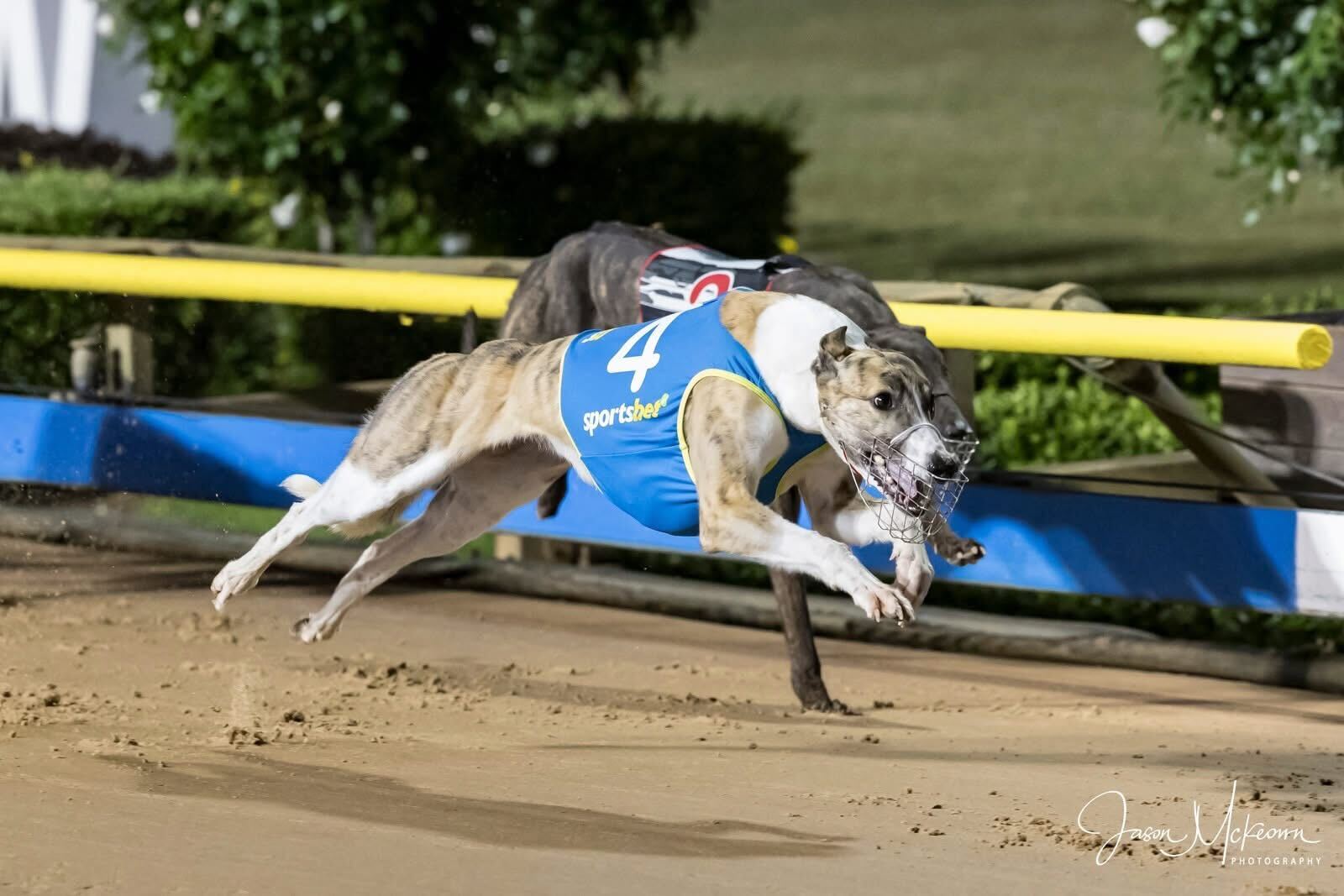Butchers To Take In Topgun From Hospital Bedside - Greyhound Recorder