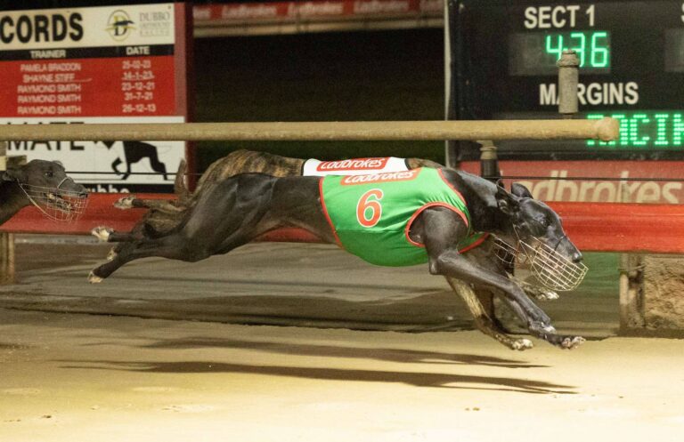 Fernando Bale Greyhound - Form, Stats & News