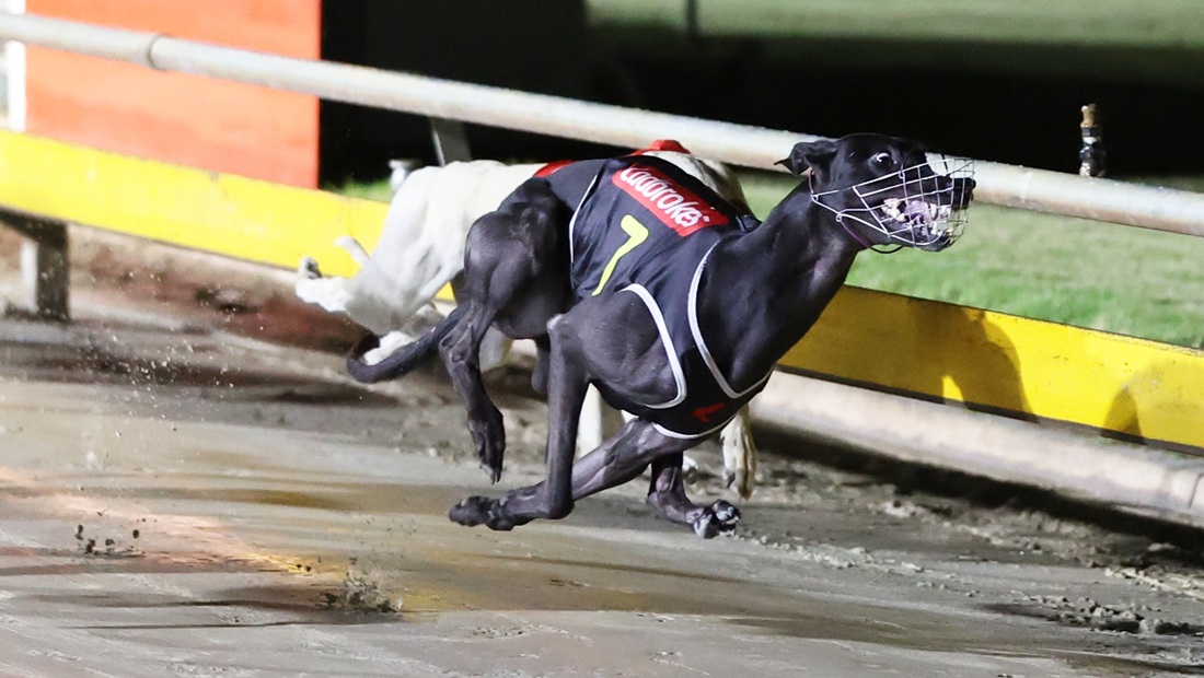 Box One Gives Bernie His Puppy Classic Chance - Greyhound Recorder