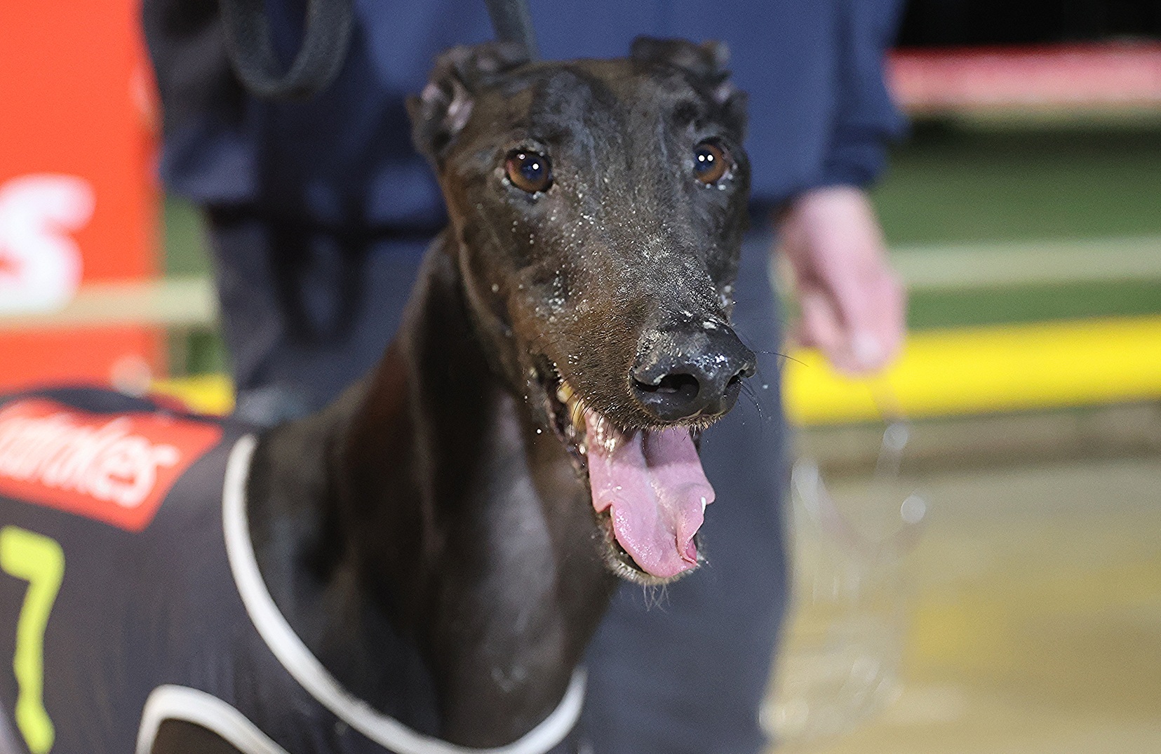 Box One Gives Bernie His Puppy Classic Chance - Greyhound Recorder