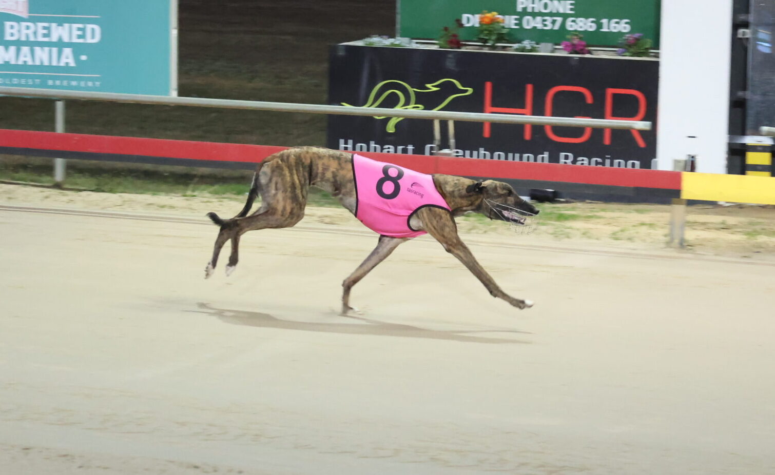 Hobart Holds Special Place In Lanigan's Heart - Greyhound Recorder