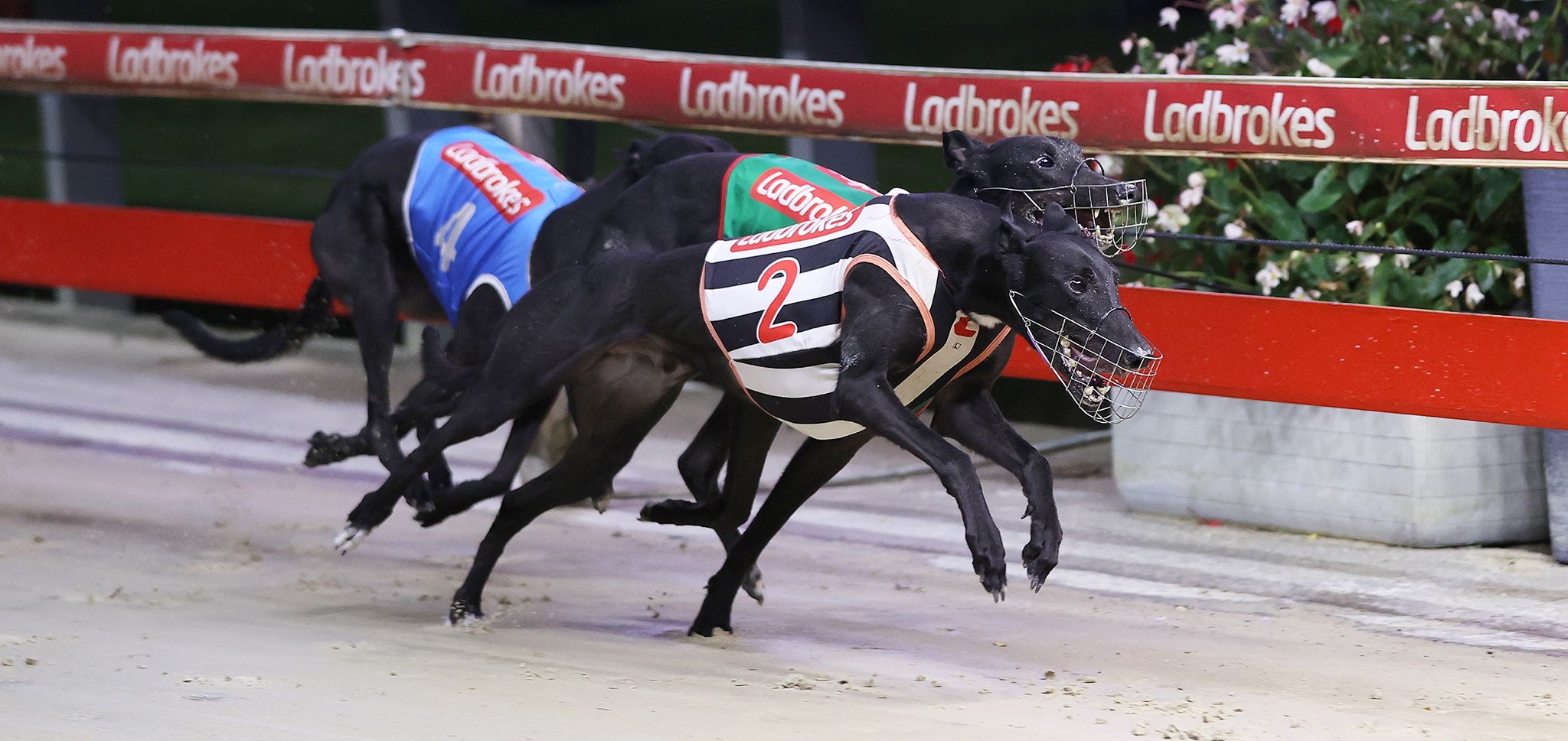 Sparkles 'Perfectly Suited' In National Futurity - Greyhound Recorder