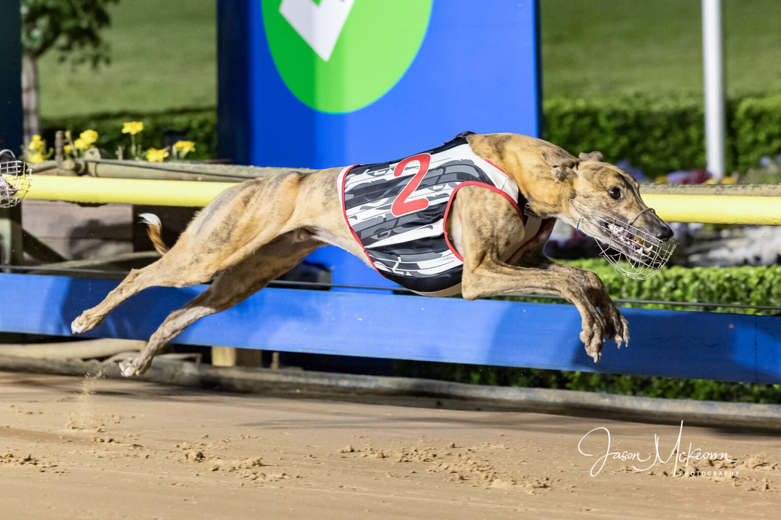 Paw Oswald Leads Delbridges' Wheeler Charge - Greyhound Recorder