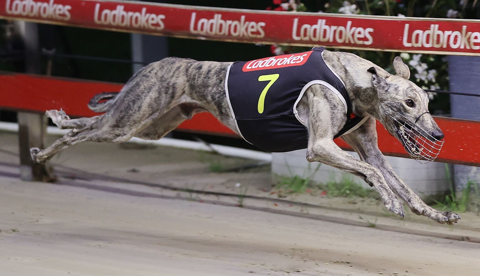 Magpie Hector Set To Swoop In Christmas Cheer - Greyhound Recorder