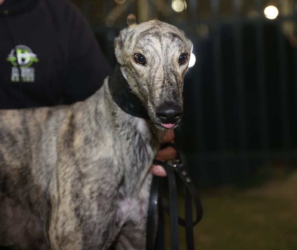 Magpie Hector Set To Swoop In Christmas Cheer - Greyhound Recorder
