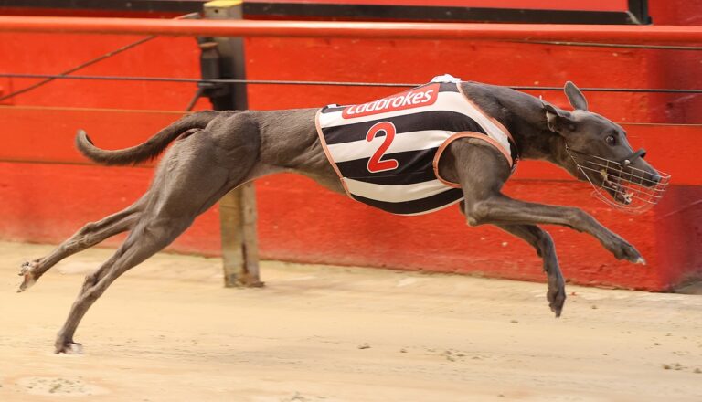 Welcome To Gatt's Wentworth Park 'Jungle' - Greyhound Recorder