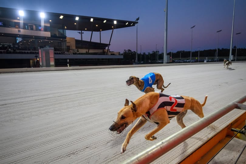 Trial Has Mr. Lasso Set For Derby Challenge - Greyhound Recorder
