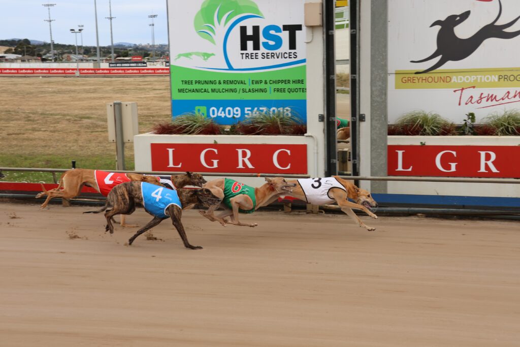 Bullock Bags 12th Straight Tasmanian Trainer Title - Greyhound Recorder