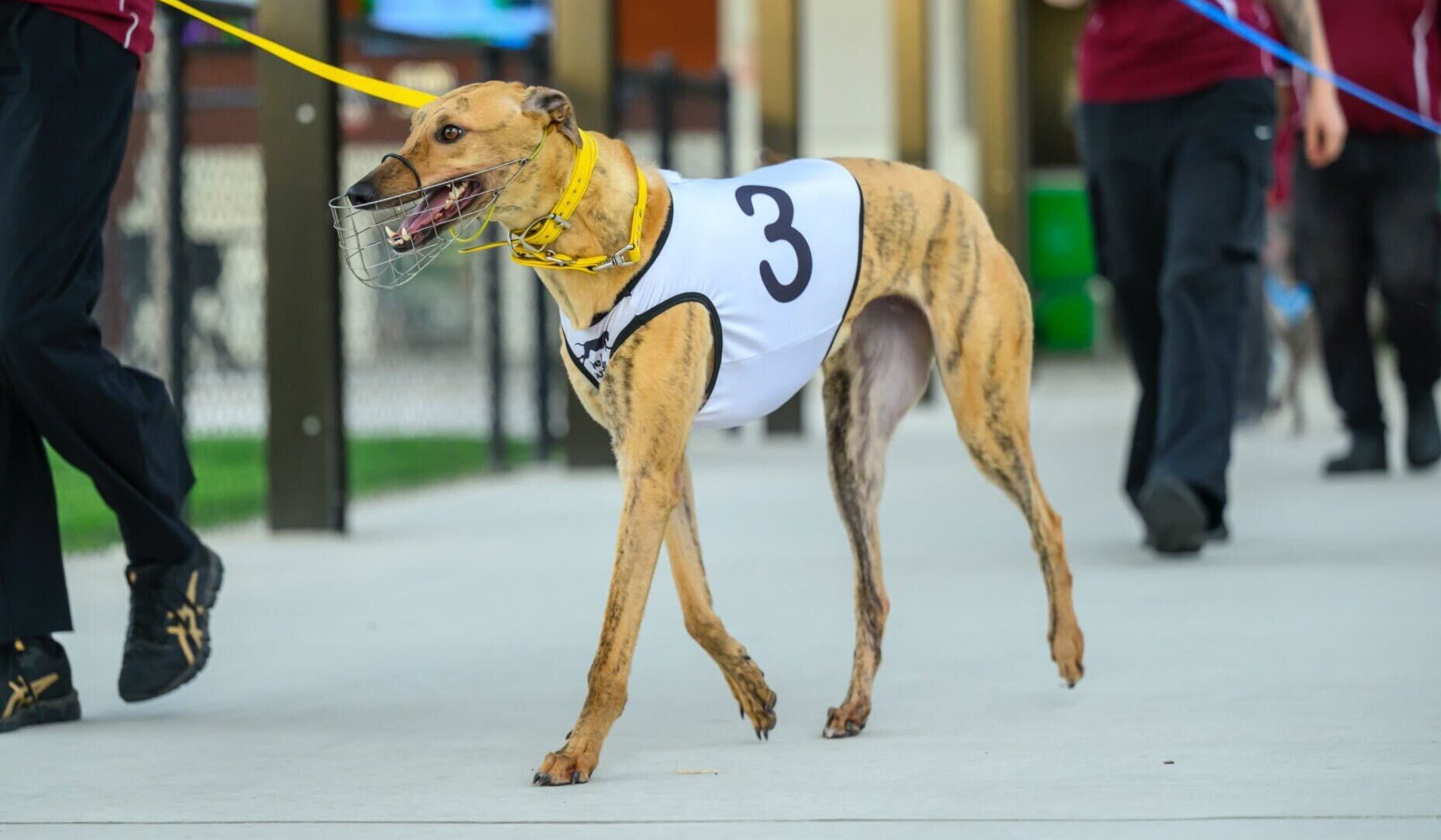 Draw Dampens Tempting Dash's Futurity Hopes - Greyhound Recorder