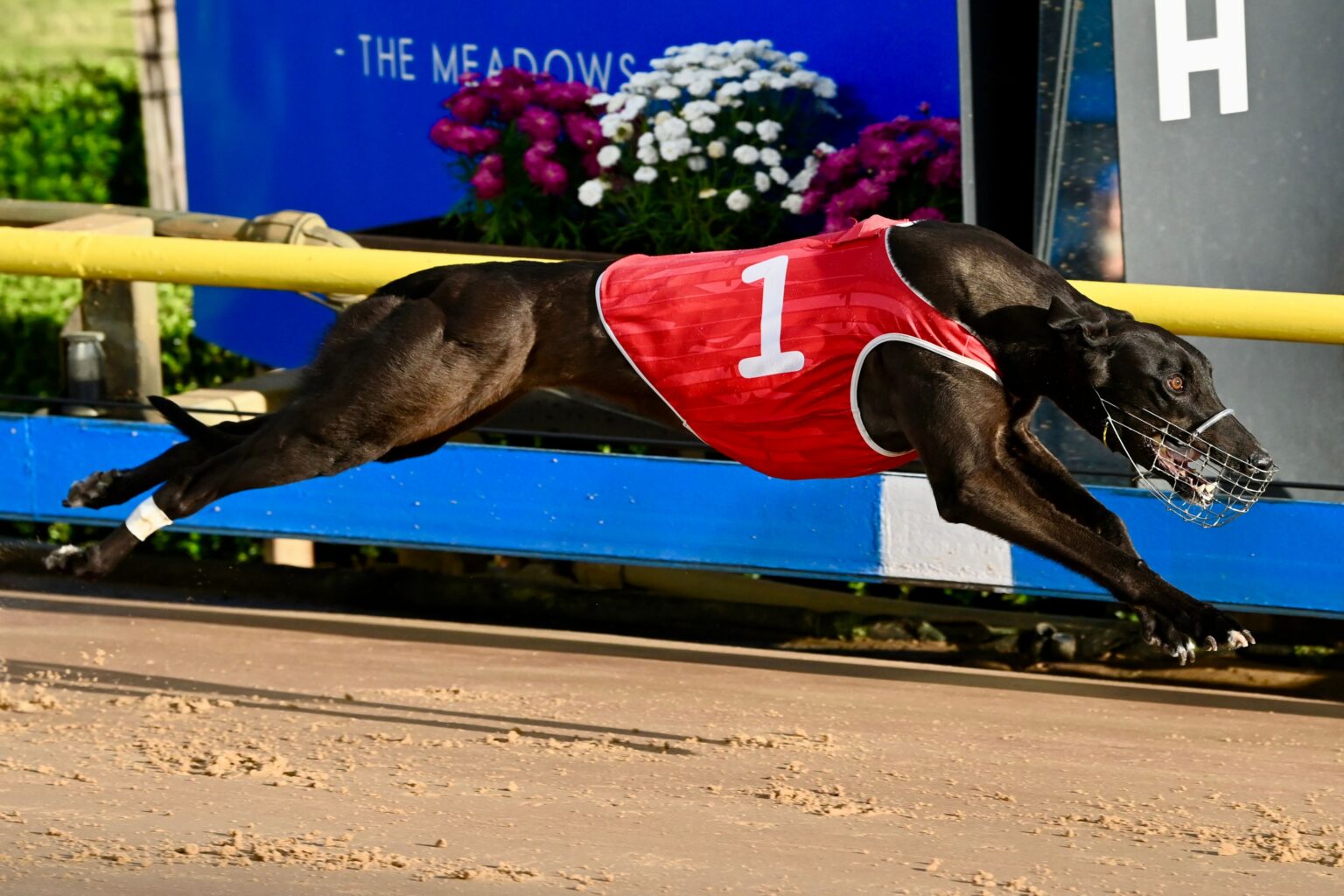 Family Gives Tzouvelis Feature Race Perspective - Greyhound Recorder