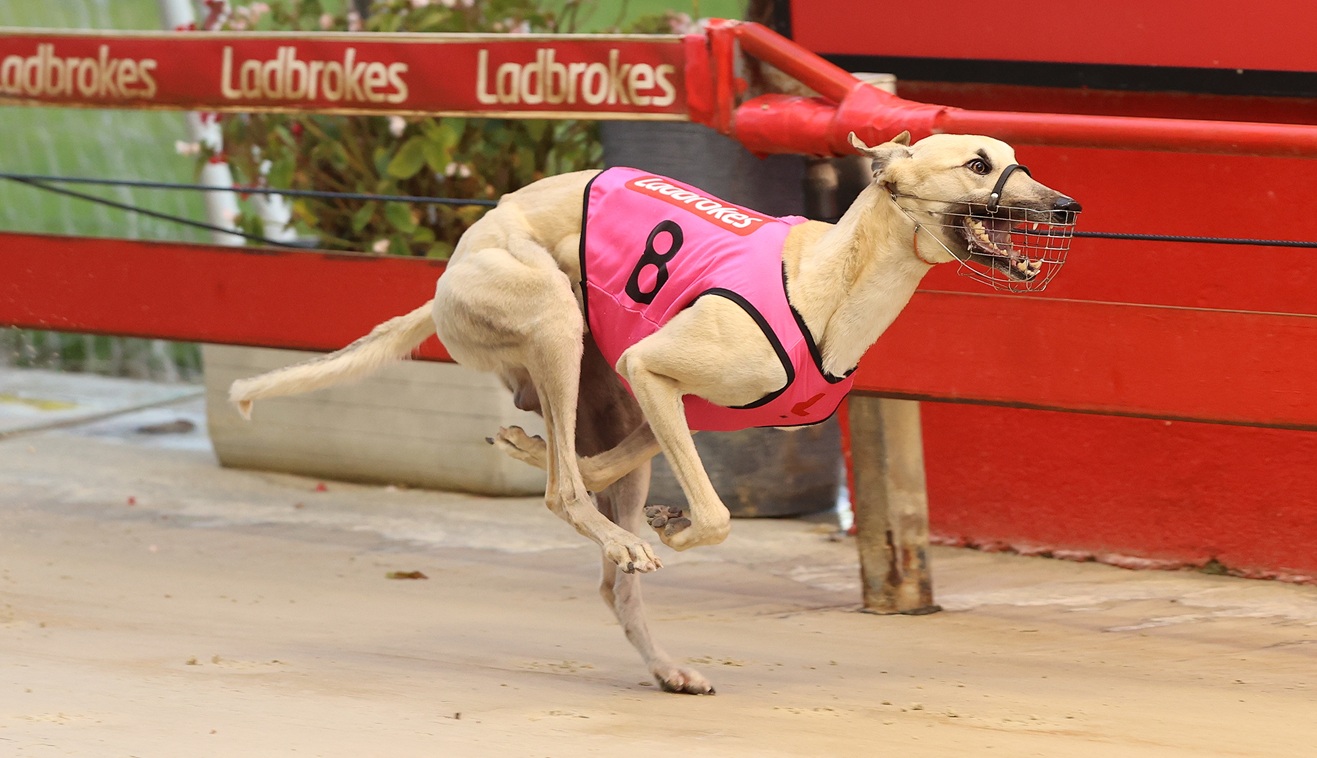 Ritza Can Put Derby Rivals Through The Ringer - Greyhound Recorder