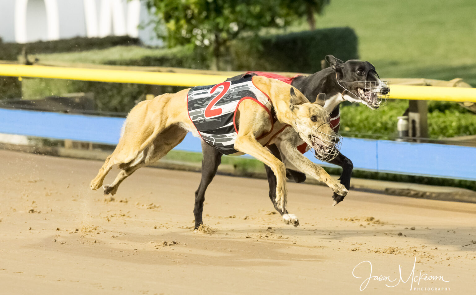 Belair Ethyl Rests Case For Zoom Top Inclusion - Greyhound Recorder