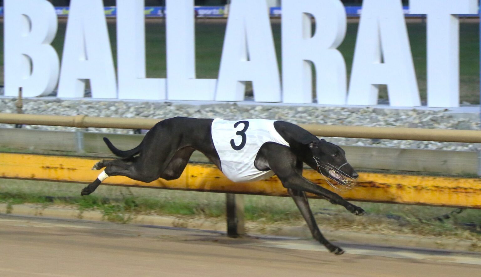 Sparring Following Matt Loch's Derby Pawprints - Greyhound Recorder