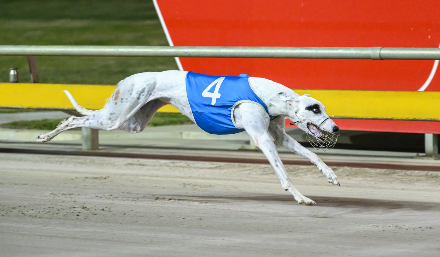 Without A Trace Threatens Record In Gold Cup Heat - Greyhound Recorder