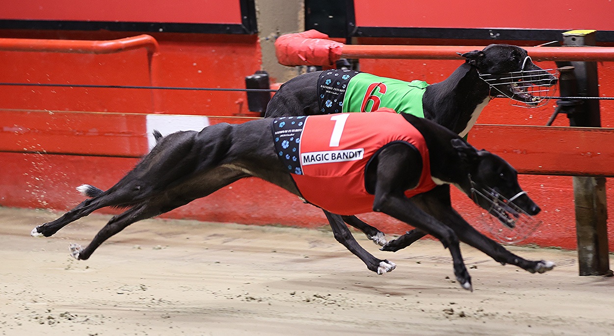 Group 1 Glory For Magic Bandit And Ritza Tears - Greyhound Recorder
