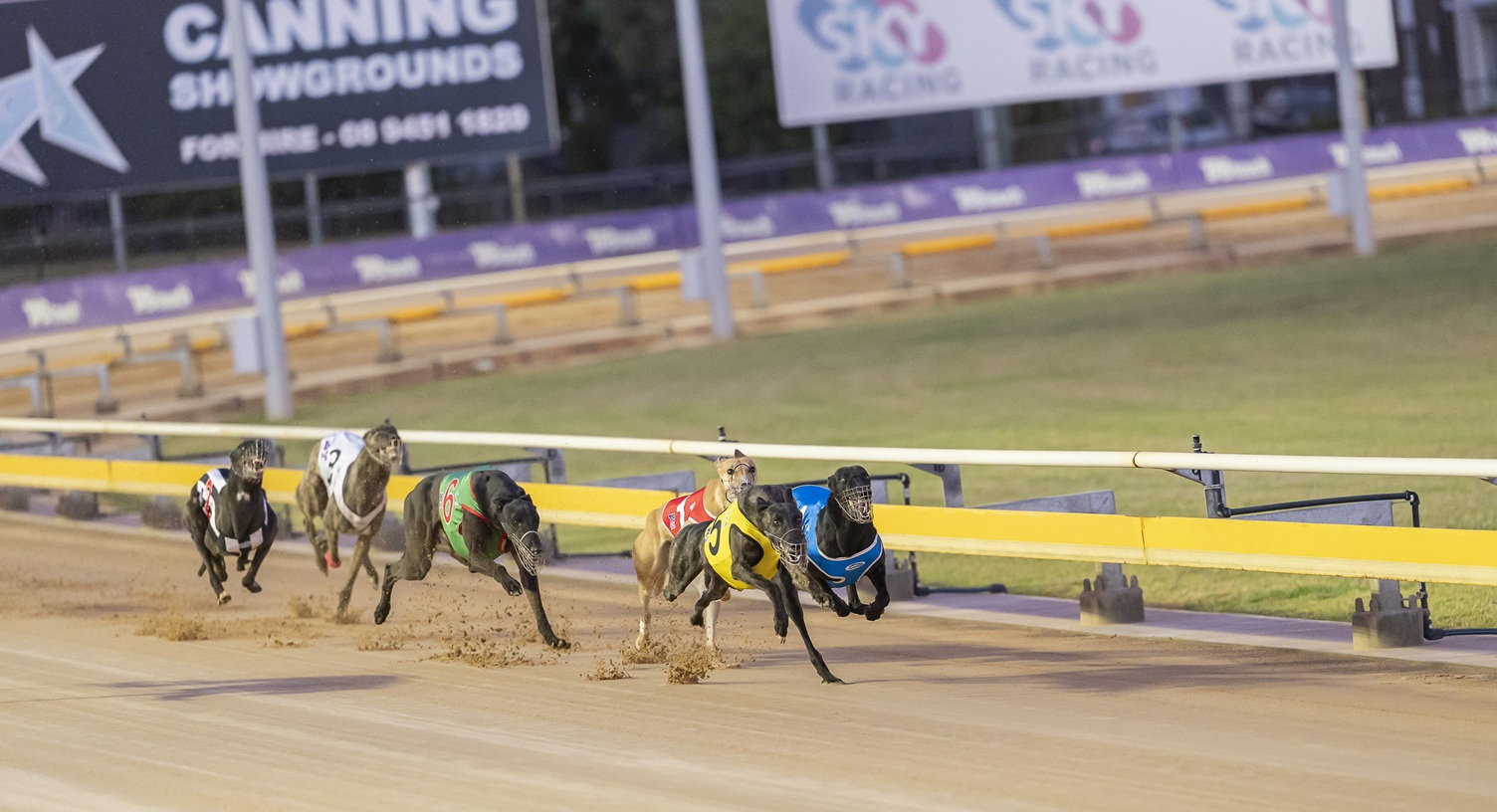 Tentative Date Set For Cannington Return - Greyhound Recorder