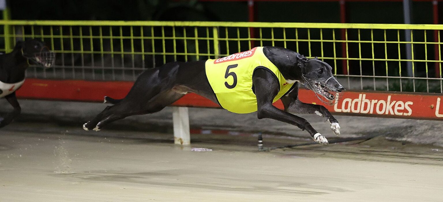 Record Goes As Gold Force Claims Bulli Cup - Greyhound Recorder