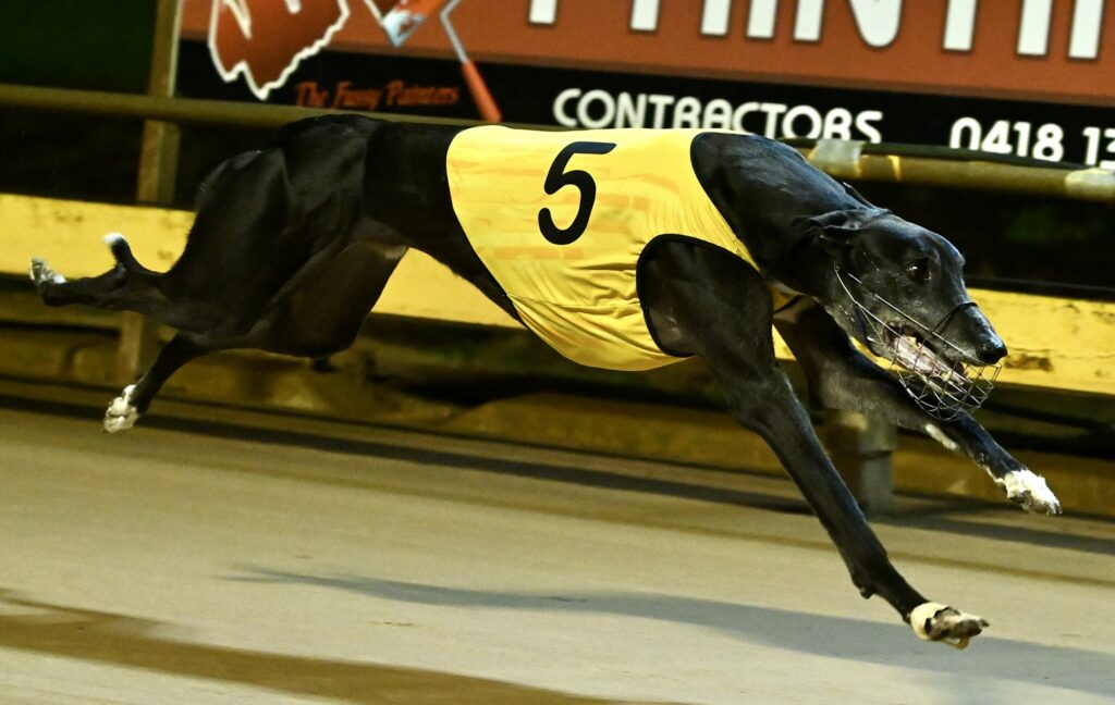 Gold Force To Take Aim At The Grafton Cup - Greyhound Recorder