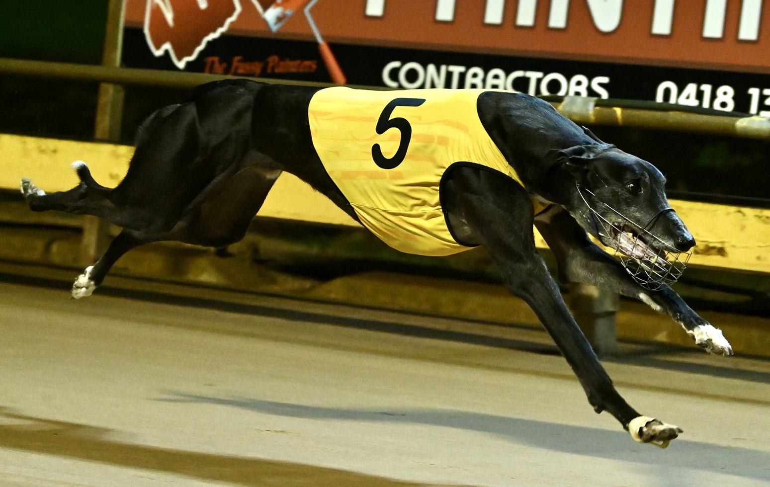Gold Force To Take Aim At The Grafton Cup - Greyhound Recorder