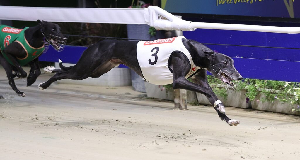 Slick Splits, Gold Force Big Movers In Egg Betting - Greyhound Recorder
