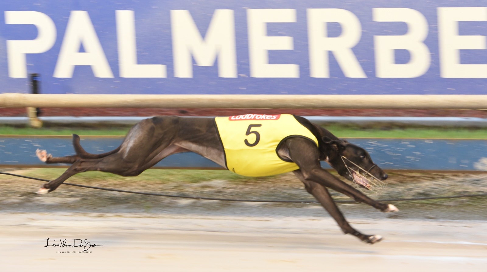 'Sweetest' Draw For Beef Week Cup Contender - Greyhound Recorder