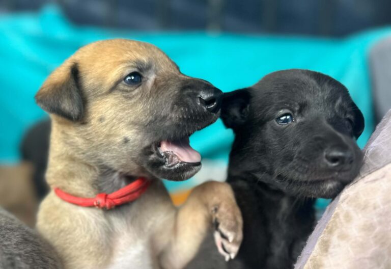 Premier Breeders Embrace Bernie Burrow At Stud - Greyhound Recorder
