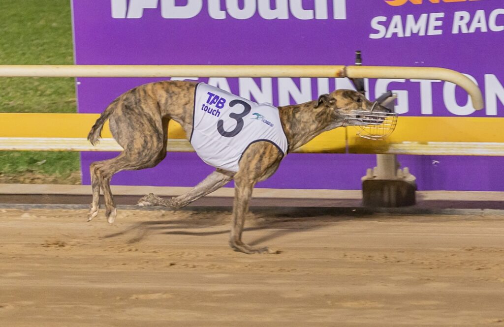 WA Marvel On Track For Queensland Cup Bid - Greyhound Recorder