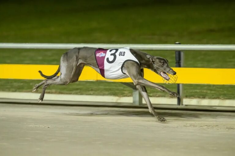Crawford Bracing For Titanic Cumbria Clash - Greyhound Recorder